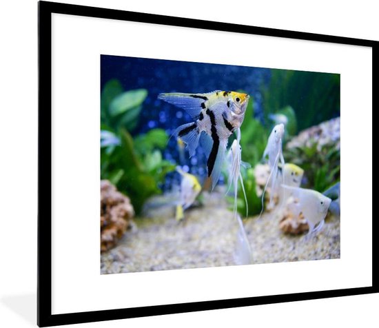 Fotolijst incl. Poster - Aquarium - Vissen - Maanvis - 80x60 cm ...