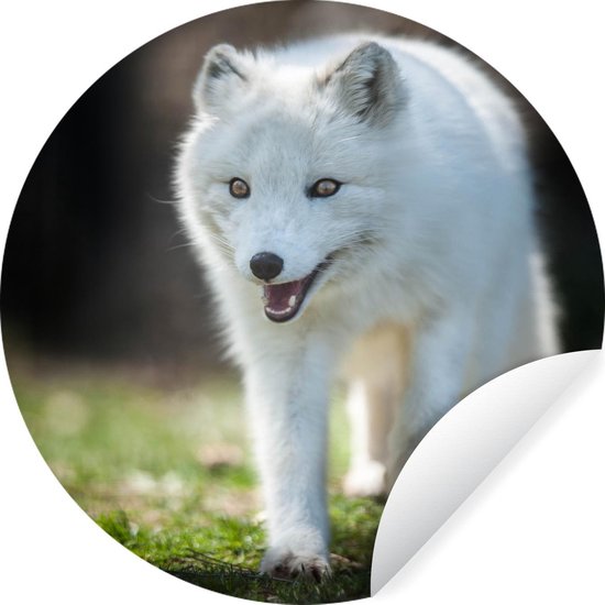 Wandcirkel Poolvos -lopende witte Poolvos met heldere ogen - 100x100 cm ...