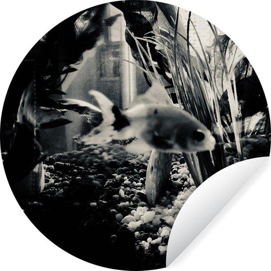 Poisson d' or avec petite queue en noir et blanc Sticker mural cercle ...