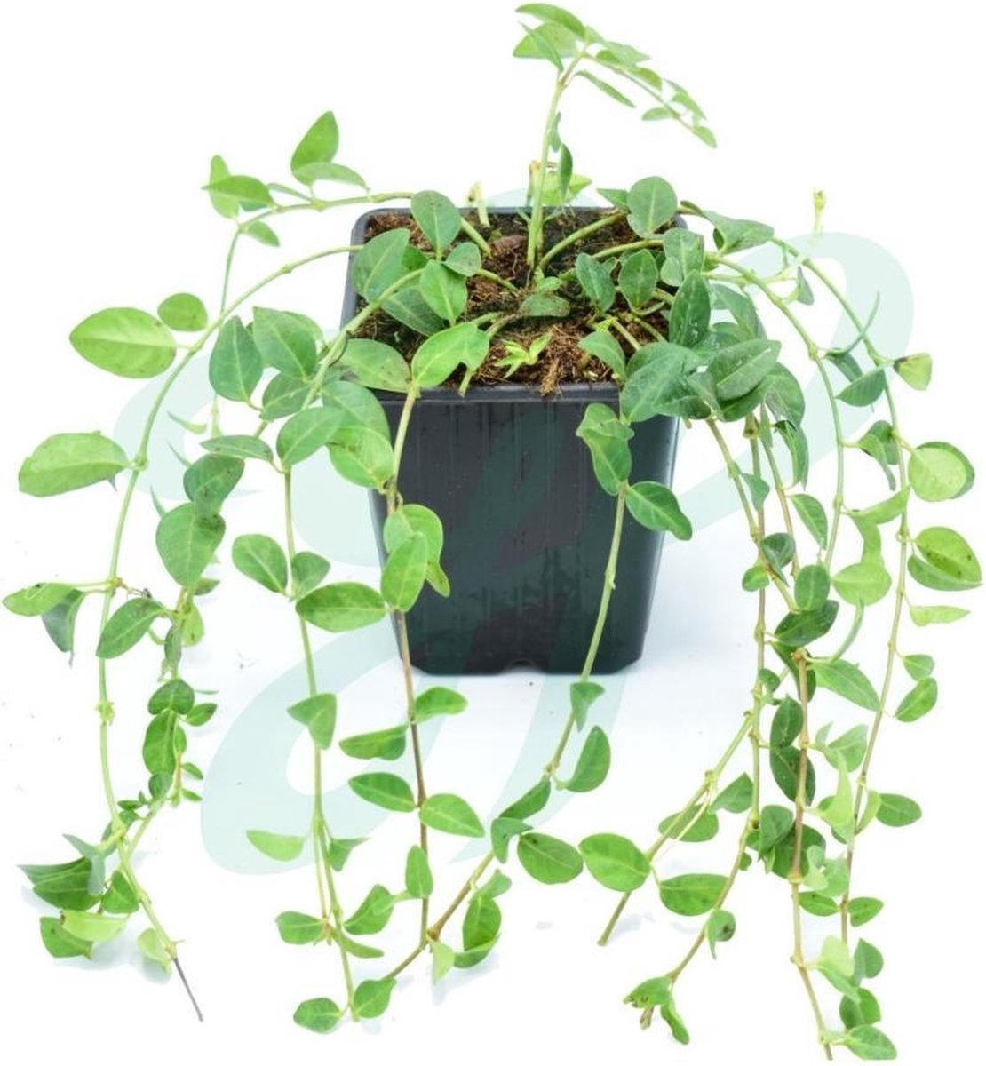 12 x Vinca Minor - Pervenche en pot 9x9cm (prix unitaire 2,42 €) | bol.com