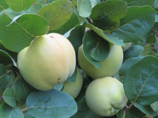 Oude kweepeerboom - Cydonia oblonga | Omtrek: 12-16 cm | Halfstam | bol