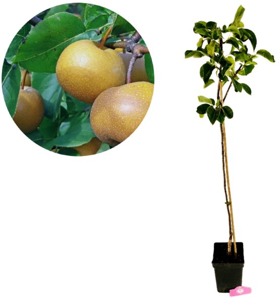Boomkwekerij Schramas Pyrus Pyrifolia Kosui - Nashipeer boom - 5 liter pot | bol