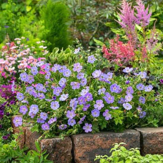Plants Online - Tuinplanten - Vaste planten - Set van 1 - Geranium ...