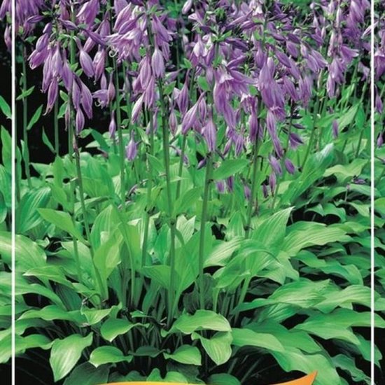 Plants Online - Tuinplanten - Vaste planten - Set van 1 - Hosta ...