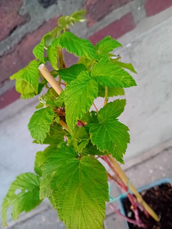 BIOLOGISCHE- XL Fruit pakket- 6 planten- Fruitstruik- 60 cm hoog ...