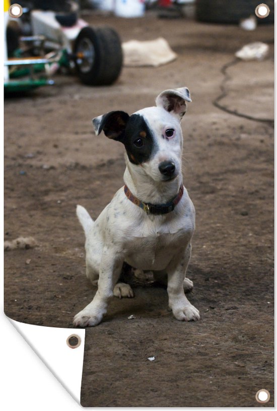 Muurdecoratie Jack Russel hond die zijn hoofd schuin houdt - 120x180 cm ...