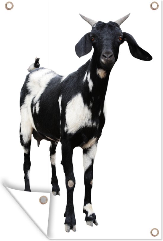 Tuinposters buiten Zwart met witte geit op een witte achtergrond ...