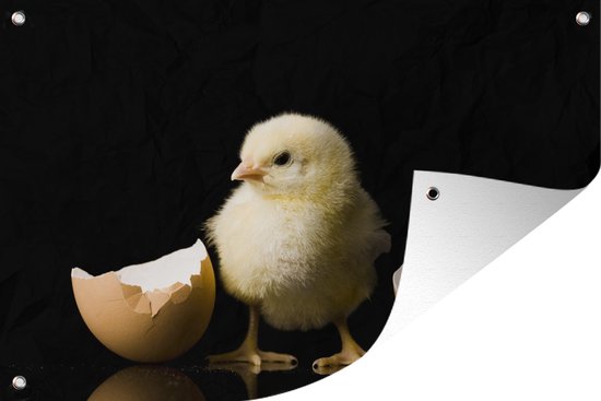 Tuindecoratie Een geel kuikentje wat net uit een ei komt - 60x40 cm ...