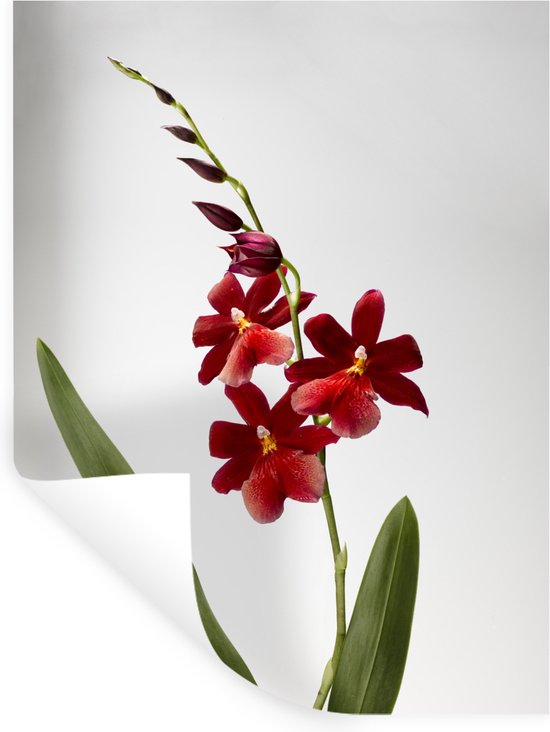 Muurstickers - Sticker Folie - Rode orchidee met bladeren voor een ...