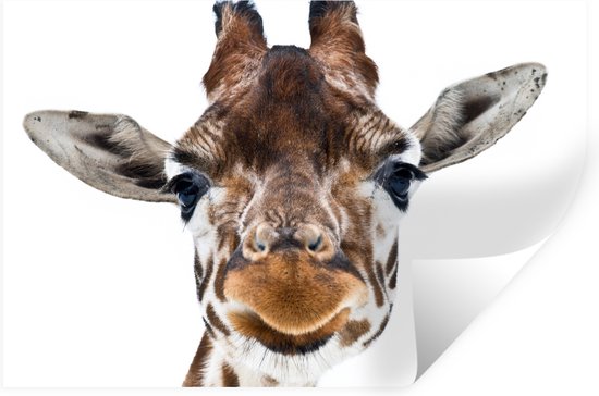 Muurstickers - Sticker Folie - Van dichtbij weergeven giraffe kop ...