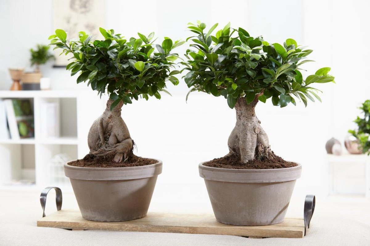 Bonsai boompje - Ficus 'Ginseng' - Pot 12 cm - Hoogte 35 cm | bol.com
