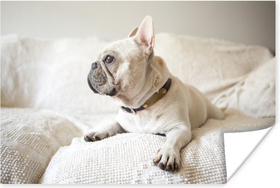 Franse buldogs zijn kleine stevige en gespierde hond Kenmerkend zijn de ...