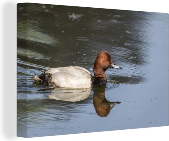 Canvas Schilderij Tafeleend - Eend - Meer - 120x80 cm - Wanddecoratie ...