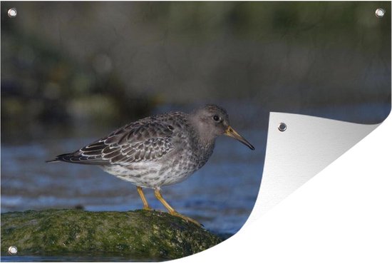 Tuindecoratie Paarse strandloper op drijvend hout - 60x40 cm ...