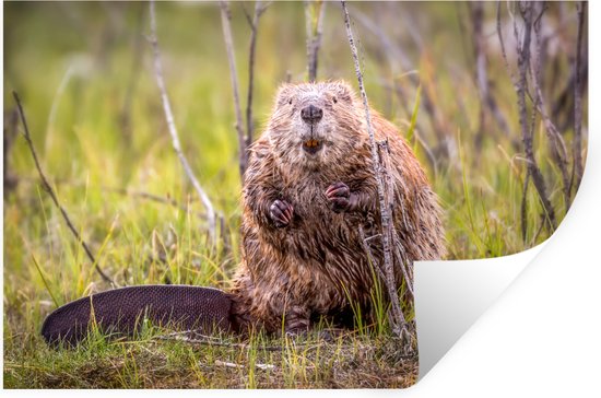 Muurstickers - Sticker Folie - Bever - Takken - Gras - Knaagdieren ...