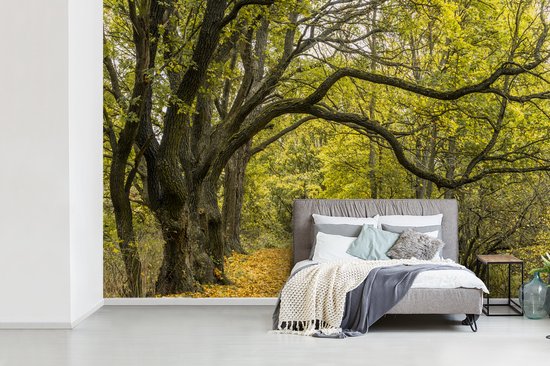 Behang - Fotobehang Takken over een bospad - Breedte 390 cm x hoogte ...