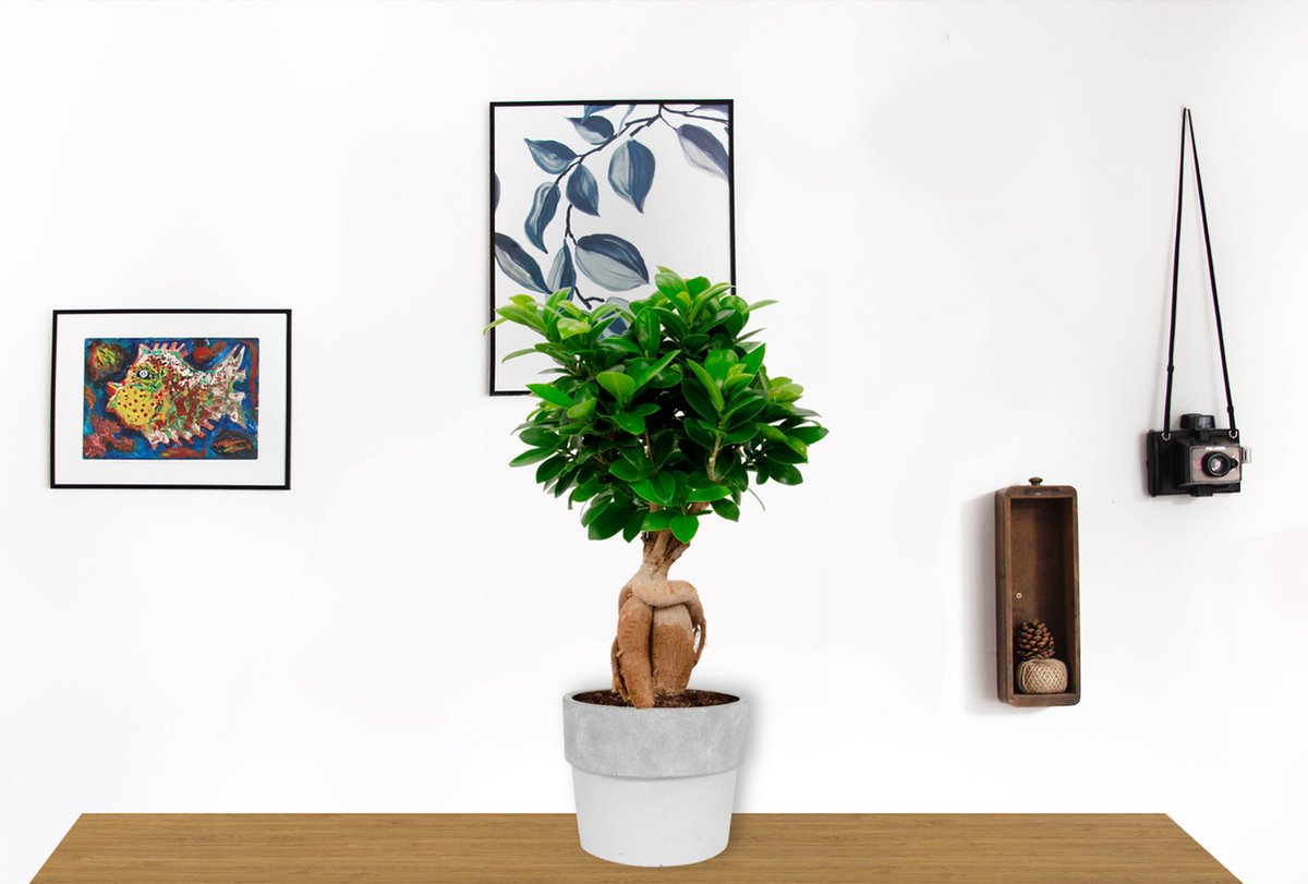 WL Plants - Ficus Ginseng - Bonsai - Kamerplanten - Bonsai Boompje - ± ...