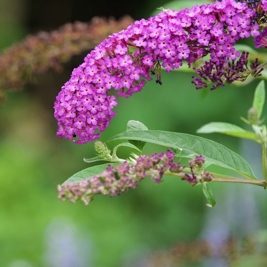 Plant in a Box - Buddleja Candy Little Ruby - Set van 2 - Buddleja ...
