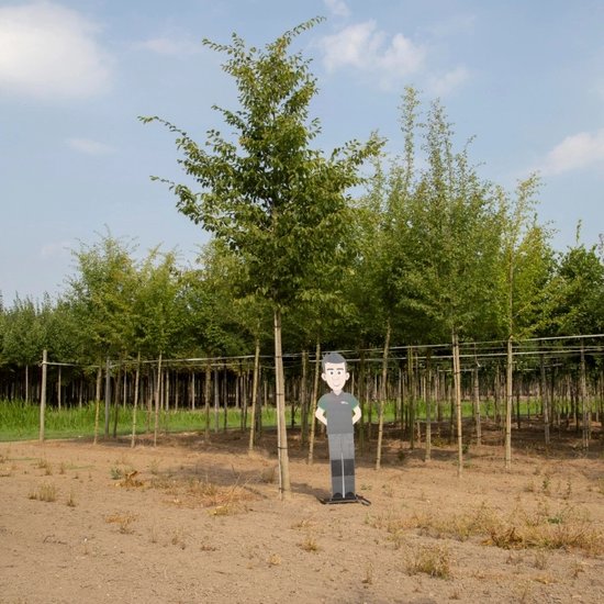 Haagbeuk volgroeid | Carpinus betulus | Bomenbezorgd.nl | bol
