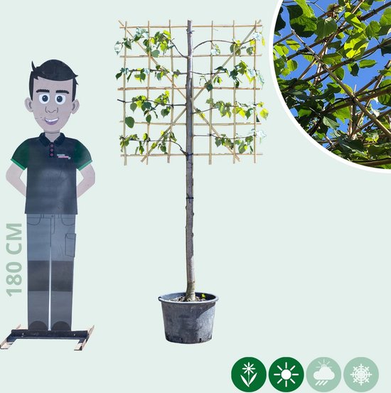 Leilinde 100 cm | Tillia europaea 'Pallida' 100 cm| Bomenbezorgd.nl | bol