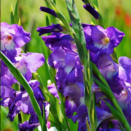 Plant in a Box - Bulb Garden Blue - Bollenmix - 125 stuks - Mix van ...