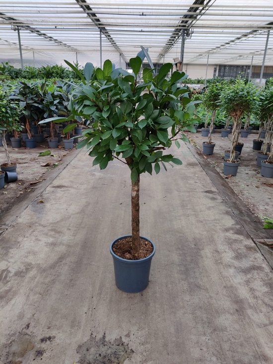 Ficus Cyathistipula op stam - 160cm | bol