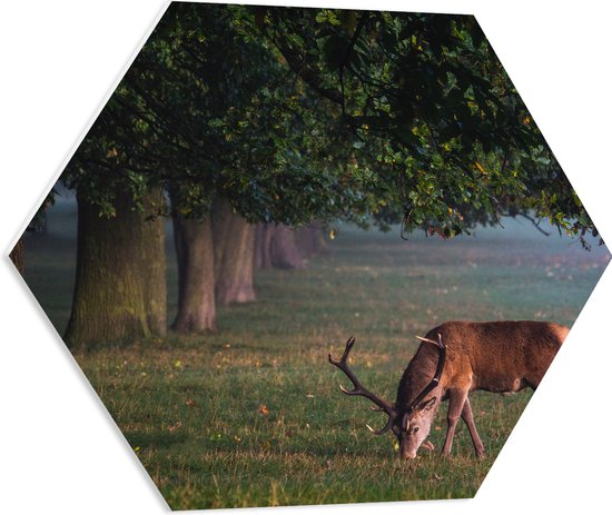 WallClassics - PVC Schuimplaat Hexagon - Grazend Hert bij Bosrand - 60x52.2 cm Foto op... | bol