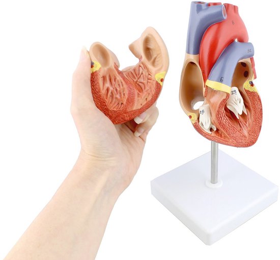 Anatomisch Hart Model voor Menselijke Anatomie - Levensgroot Medisch ...