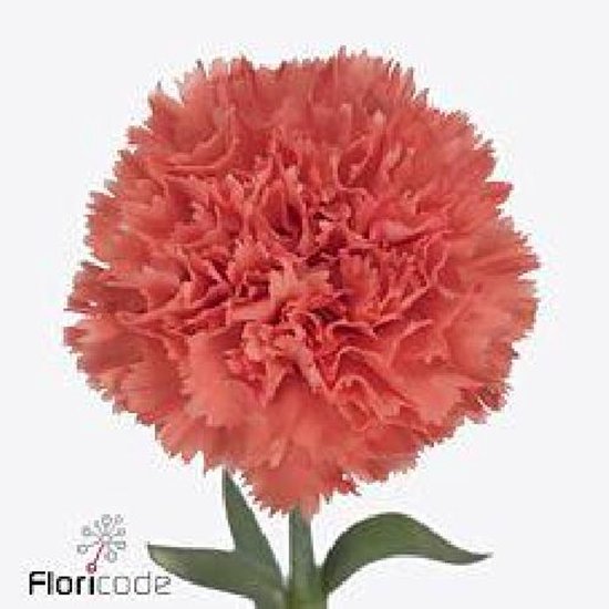 20x Dian.happy soleado 70cm | bol
