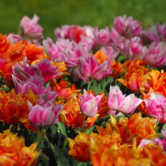 8 Bollen Dubbele Late Tulpen Gemengd - Kleurige bloeiers - 12/+ cm | bol