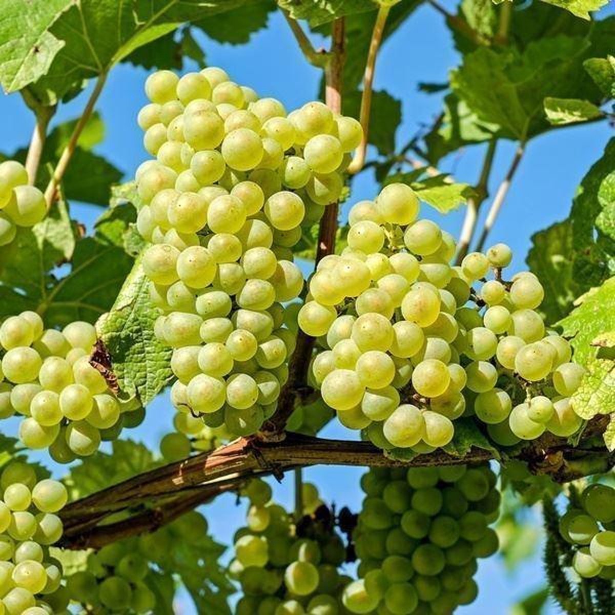 bol.com | Witte druif (Vitis Vroege van der Laan) | 40-60 cm