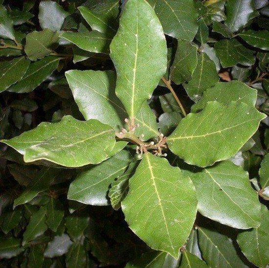 Laurierblad Poeder kiemarm - 1 Kg - Holyflavours | bol