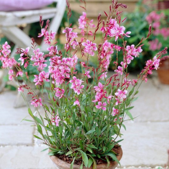 Prachtkaars 'Siskiyou Pink' (Gaura lindh. Siskiyou Pink) - Prachtkaars ...
