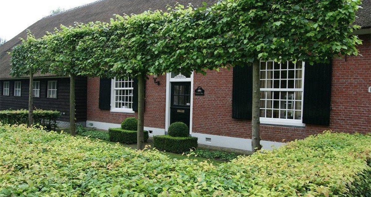 Leilinde | Tilia europea Pallida - in pot | Stamomtrek: 12-14 cm ...