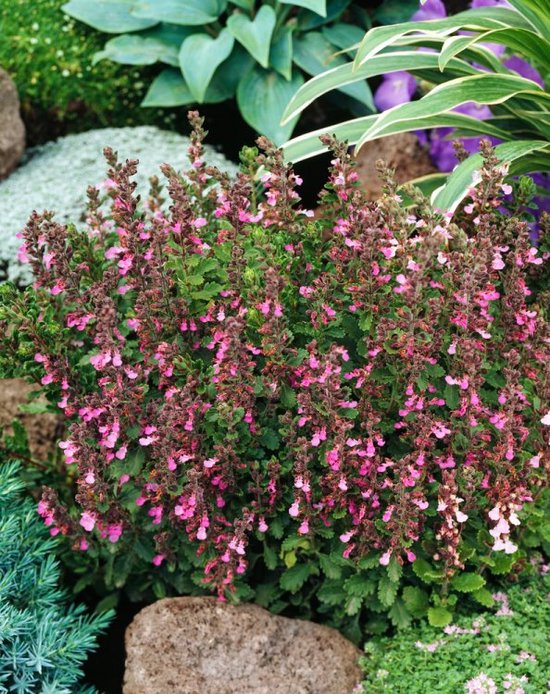 3 stuks | Teucrium lucidrys P9 cm | bol