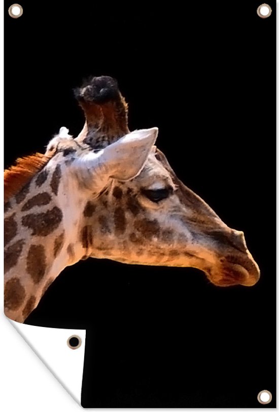 Tête de girafe devant un fond noir affiche de jardin toile en vrac ...