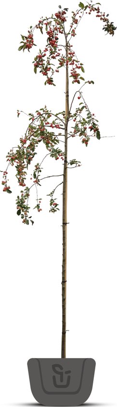 Sierappel | Malus Mokum | Stamomtrek: 14-16 cm | bol