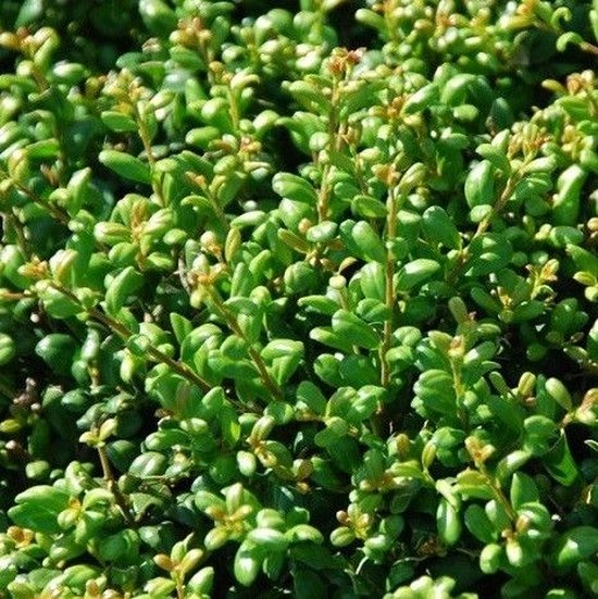 4 x Chinese Hulst Buxusvervanger - Lage Haagplant Wintergroen - Ilex ...