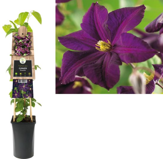 3 stuks - Van der starre - Klimplant Clematis Romantika 75 cm | bol
