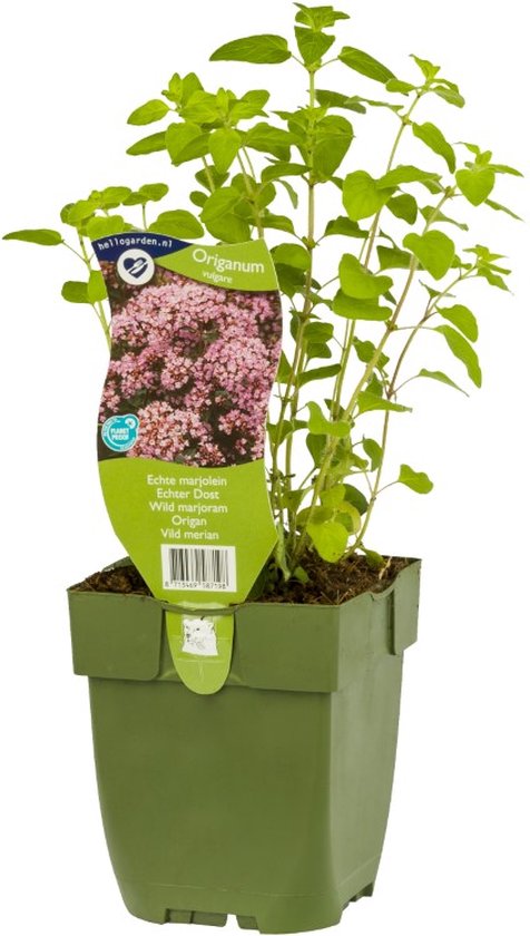 Echte marjolein kruid Origanum vulgareGriffioen | bol