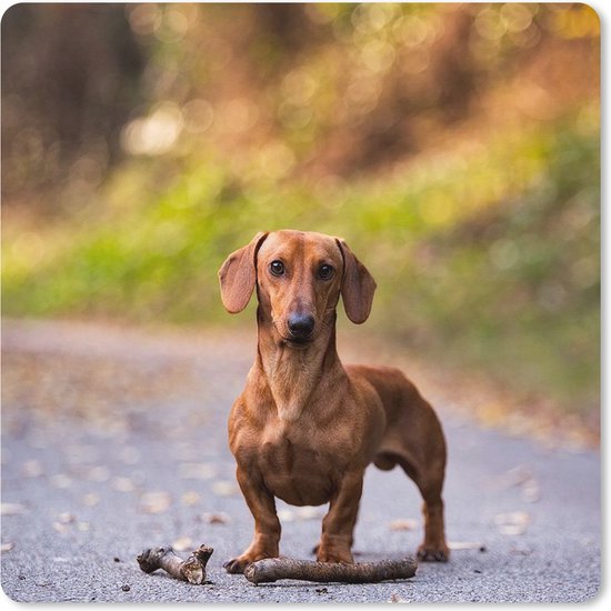 Muismat XXL - Bureau onderlegger - Bureau mat - Teckel in het bos ...