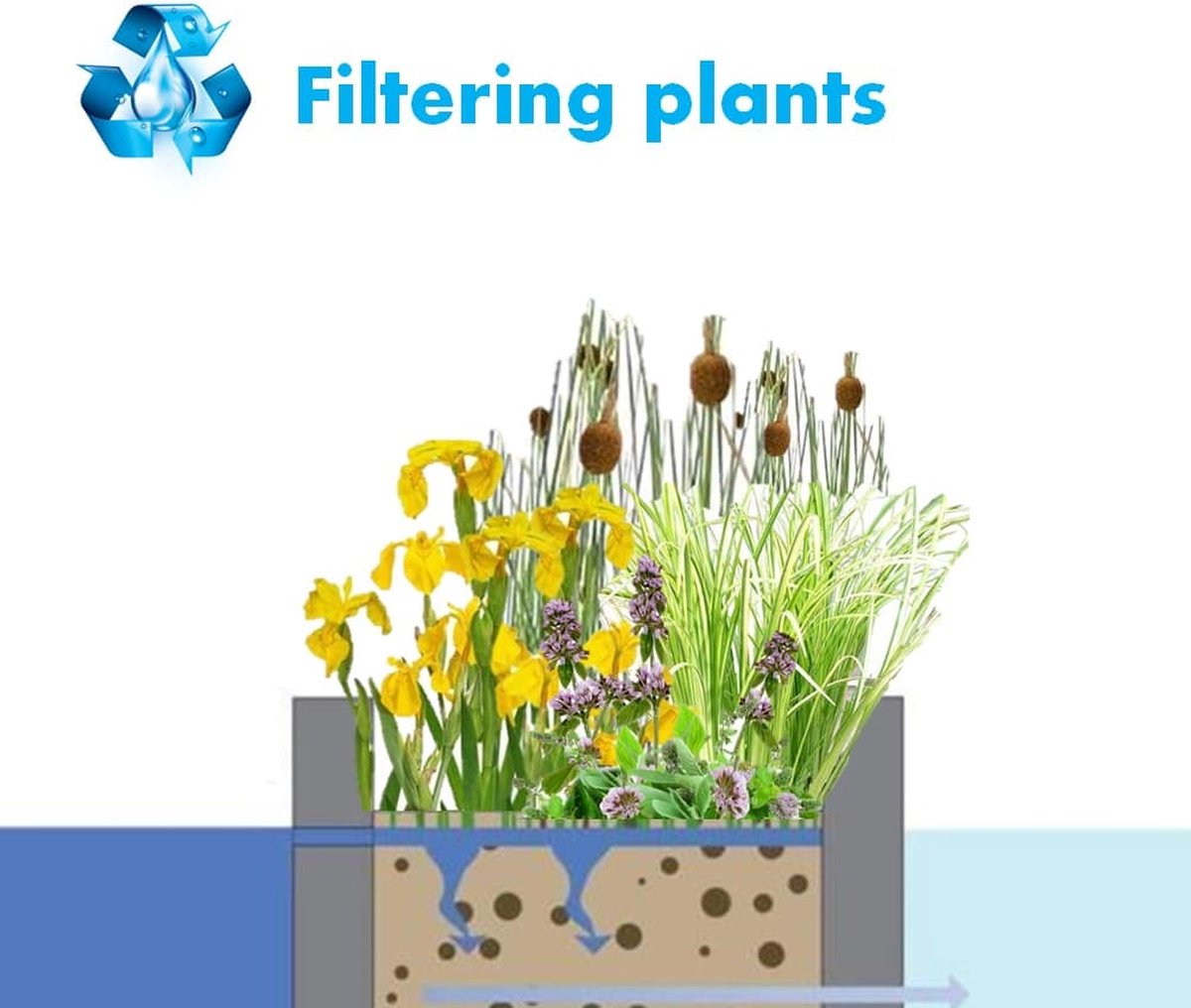 Waterworld Helophyte filter XL Purification de l'eau - 48 plantes ...