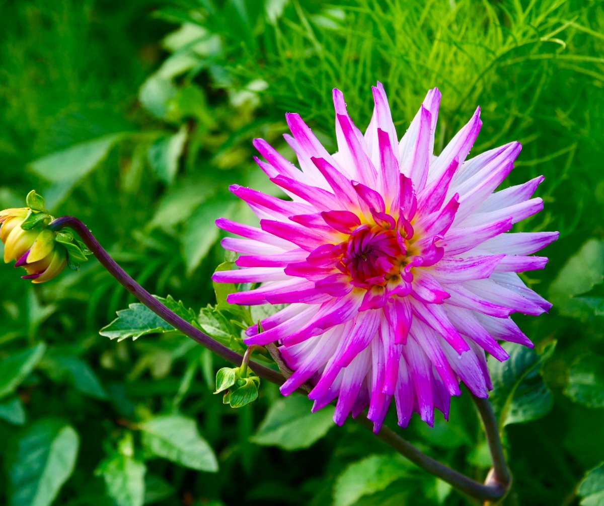 Paquet mixte de bloomers d'été - Dahlia - 10 variétés - 30 dahlias ...
