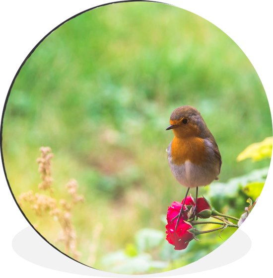 Robin sur une fleur rose Cercle mural aluminium ⌀ 120 cm - tirage photo ...