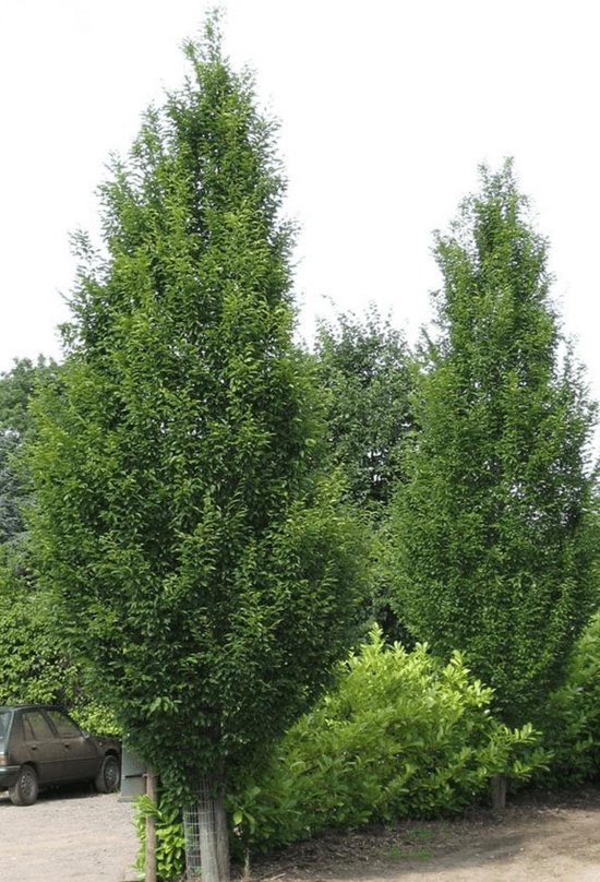 Jonge Zuilvormige Haagbeuk boom | Carpinus betulus 'Fastigiata' | 150 ...