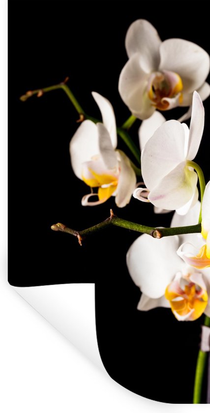 Muurstickers - Sticker Folie - Orchidee - Bloemen - Planten - Botanisch - 60x120 cm -... | bol
