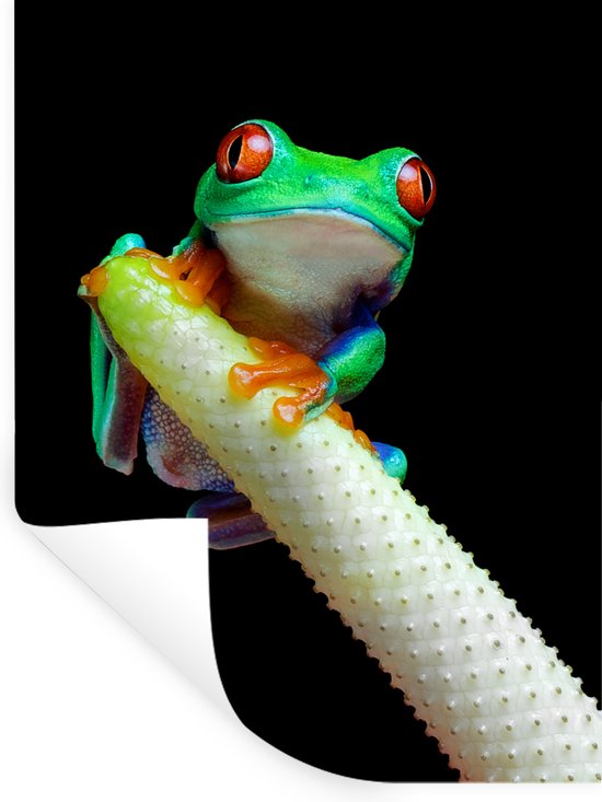 Muurstickers - Sticker Folie - Kikker - Dieren - Plant - 120x160 cm ...