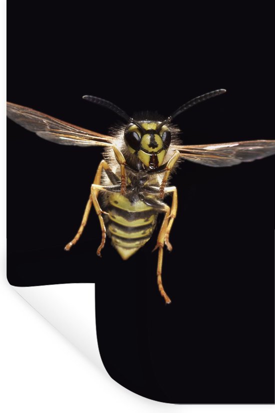Muurstickers - Sticker Folie - Wesp - Insecten - Portret - 40x60 cm ...