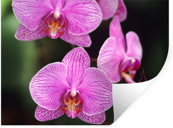 Muurstickers - Sticker Folie - Roze orchidee - 160x120 cm - Plakfolie - Muurstickers... | bol