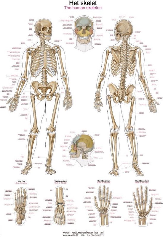 bol.com | Anatomie poster Skelet menselijk lichaam - MediPreventie ...